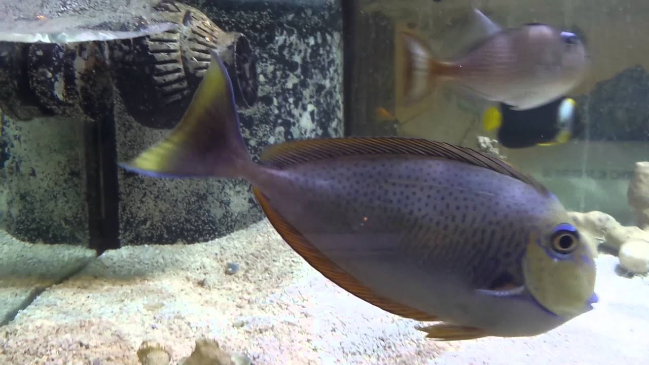 Vlamingi Tang $169 - Bali - YouTube