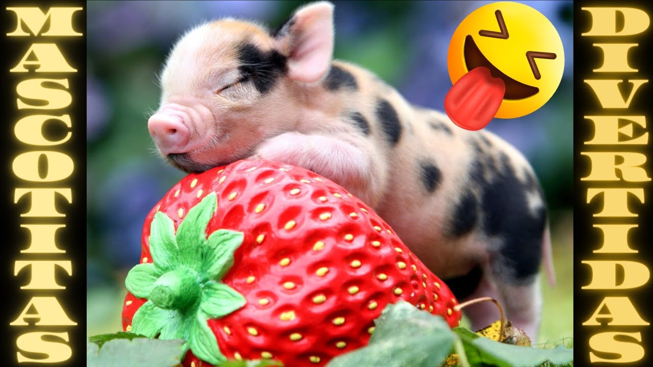 Bonito Cerdito Bebe | Mascotitas Divertidas Cute Mini Pig - YouTube