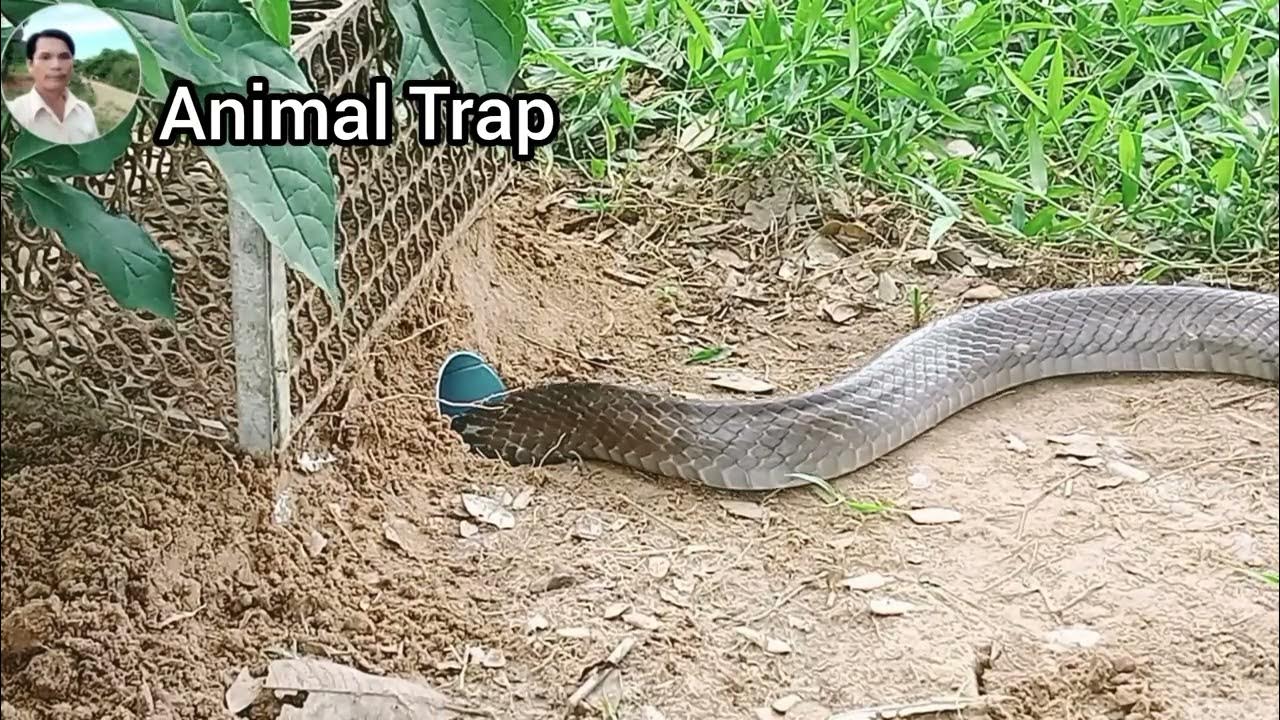 Use bamboo baskets to trap snakes - YouTube