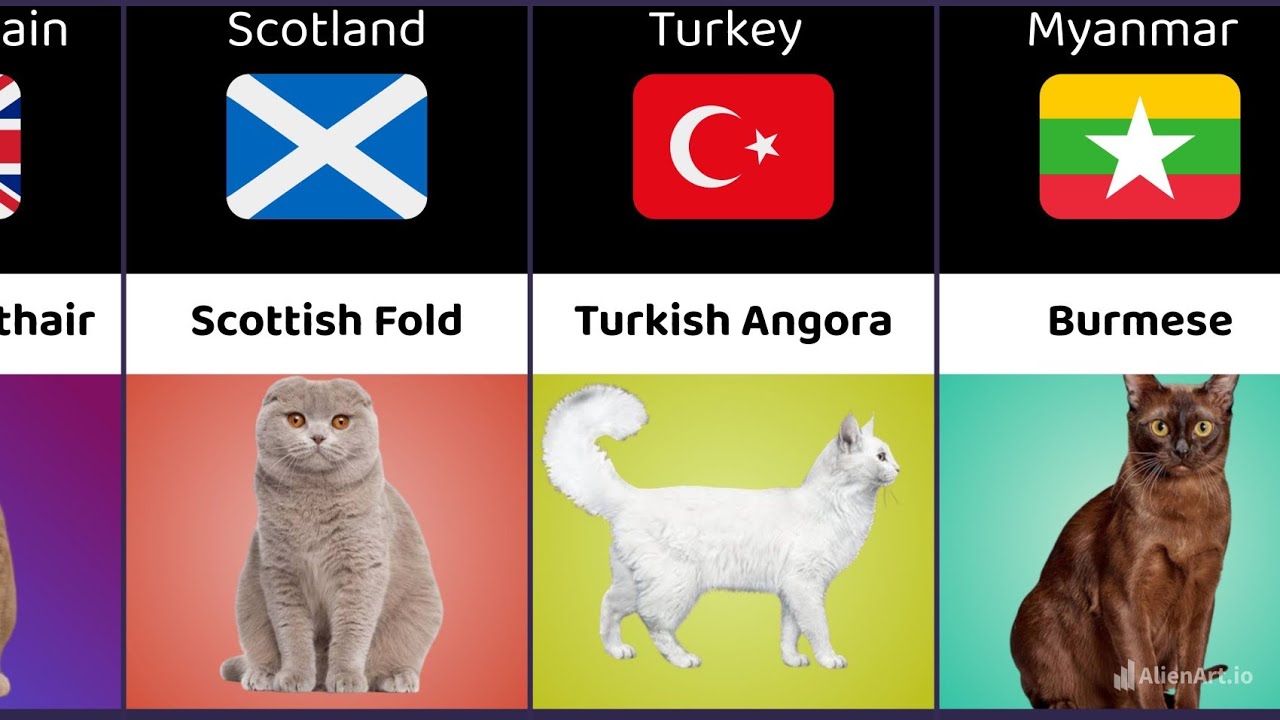 Cat breeds and their names from different countries - YouTube
