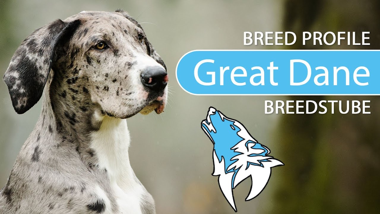 Marmaduke's Breed: The Real Dog Behind the Famous Cartoon - Dogsguide.blog
