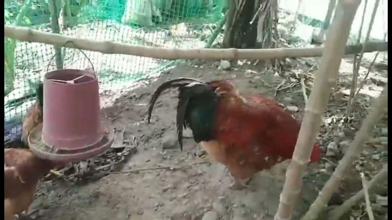 Tiktilaok Ang Sabi Ng Manok Shortprogresojentv Youtube