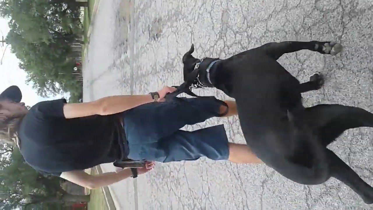 How to turn around when walking with your dog - YouTube