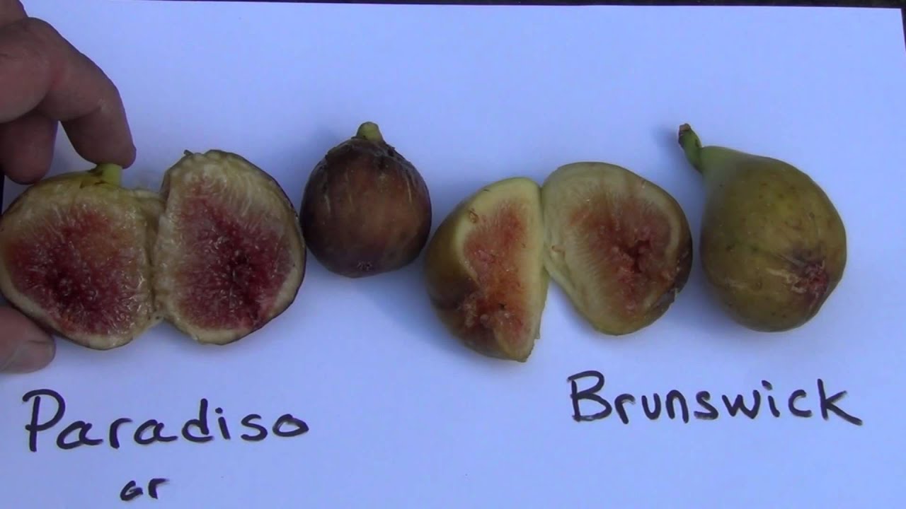 Paradiso vs Brunswick fig - YouTube