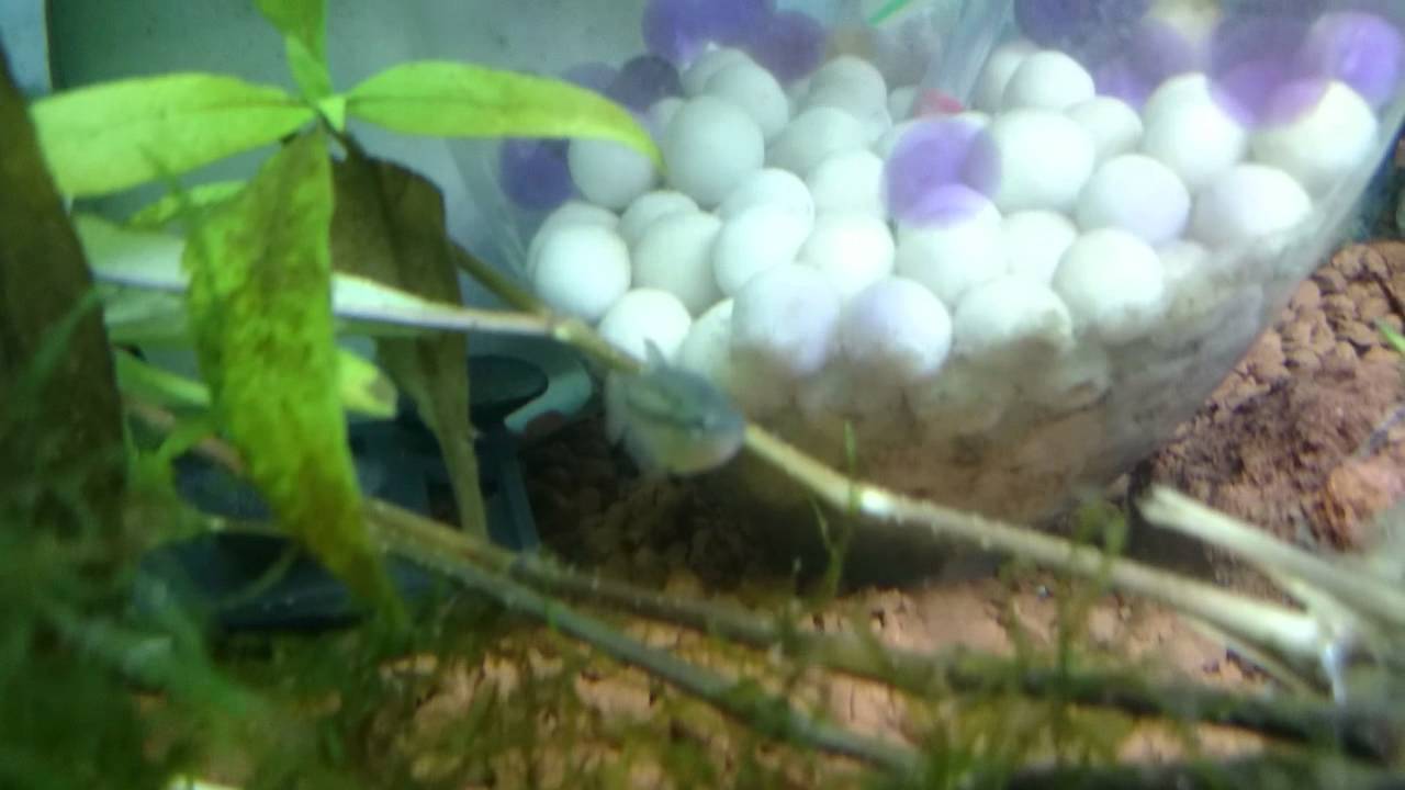 Mexican mini crayfish, sparkling gourami jan 2015 - YouTube