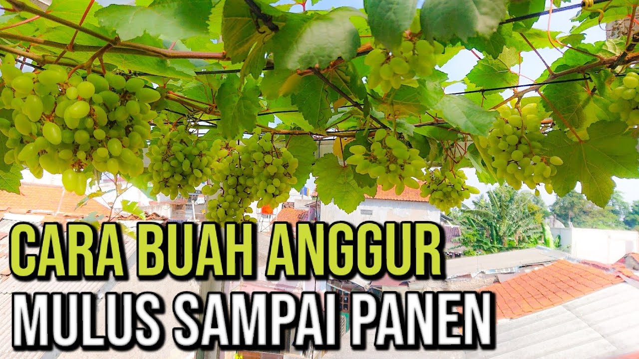 Cara Merawat Buah Anggur Agar Mulus Youtube