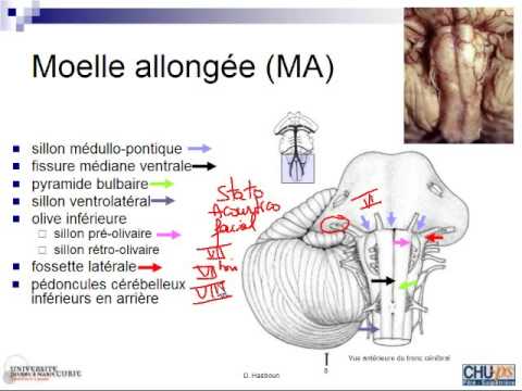 Dr Hasboun: Tronc cérébral - YouTube