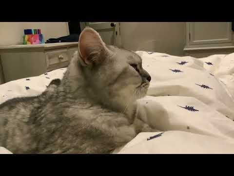 My cat - YouTube