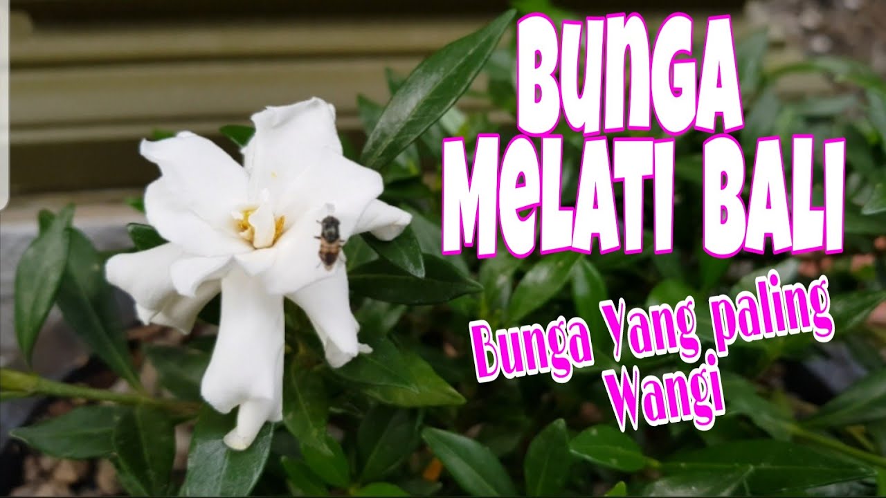 BUNGA MELATI BALI YANG BAUNYA PALING WANGI DAN TAHAN LAMA - YouTube