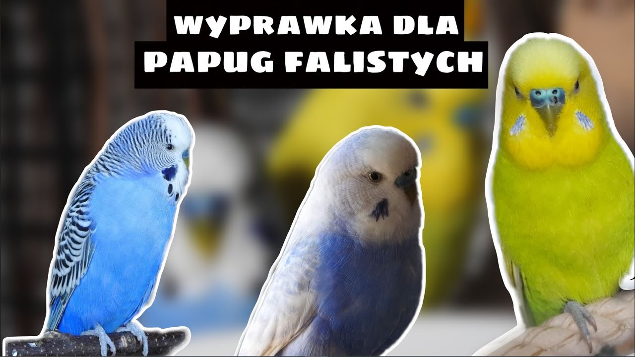 WYPRAWKA DLA PAPUG FALISTYCH - YouTube