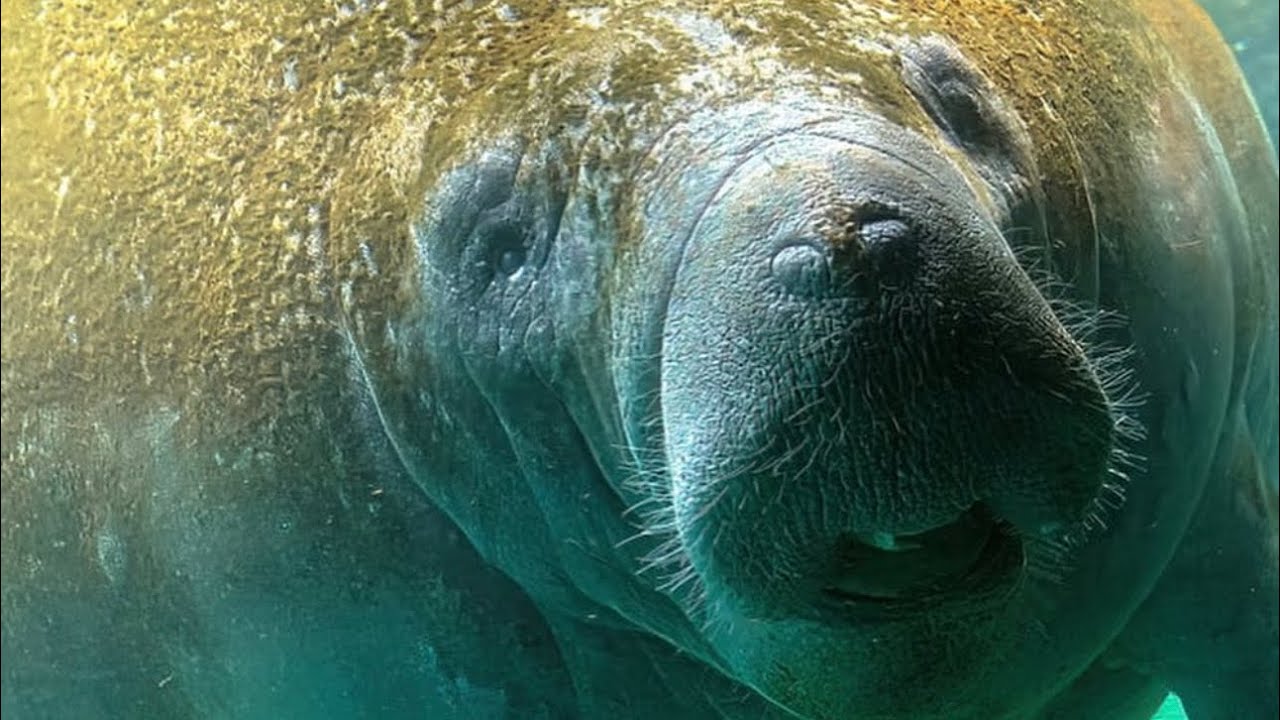 Manatee’s FART to Swim?! 🦭🤯 - YouTube