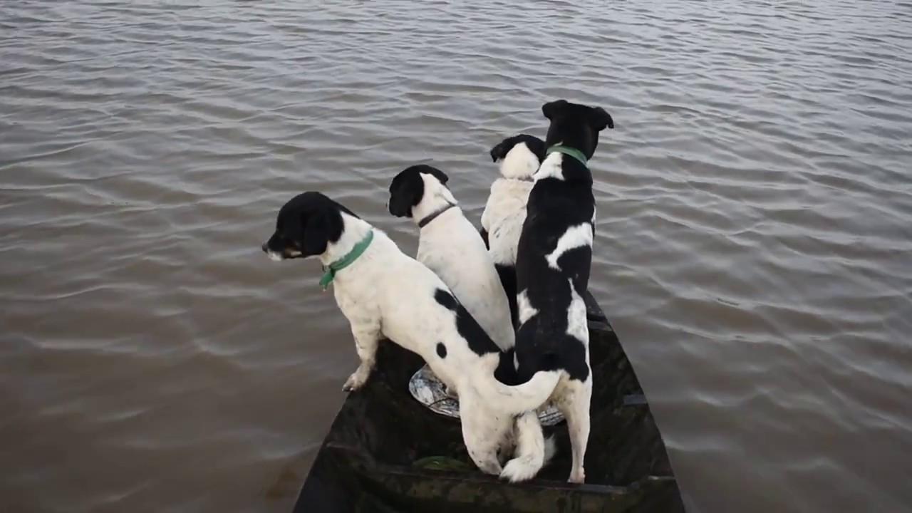 Dogs go on the dinghy - YouTube