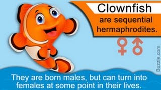 Hermaphroditism In Animals