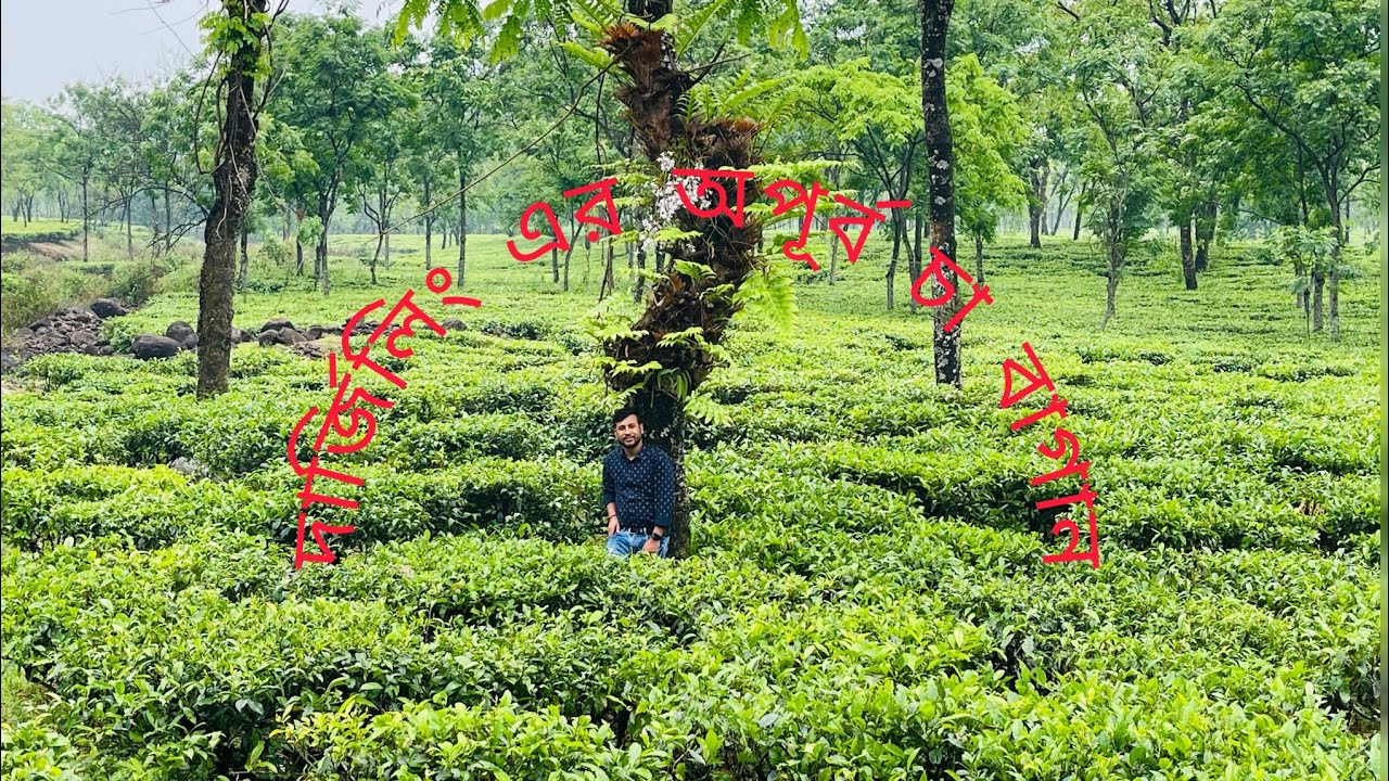 চা বাগান। Cha bagan. Ca bagan. Dargiling. Dargiling ca bagan ...