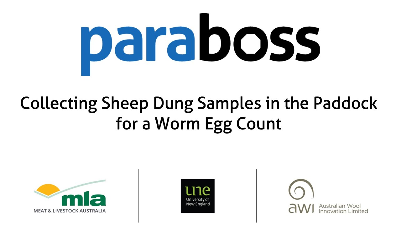 Collecting Sheep Dung Samples in the Paddock for a Worm Egg Count - YouTube