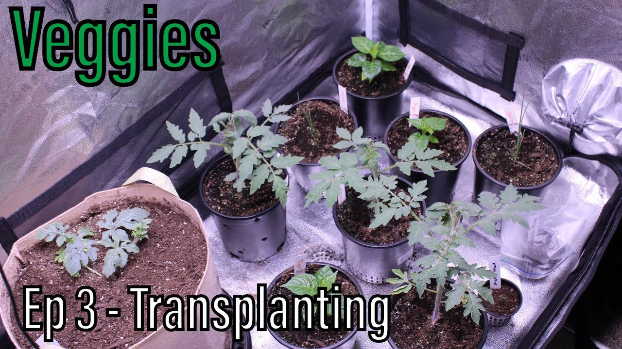Veggies | Transplanting - Seedling to Early Veg Stage Ep. 3 - YouTube
