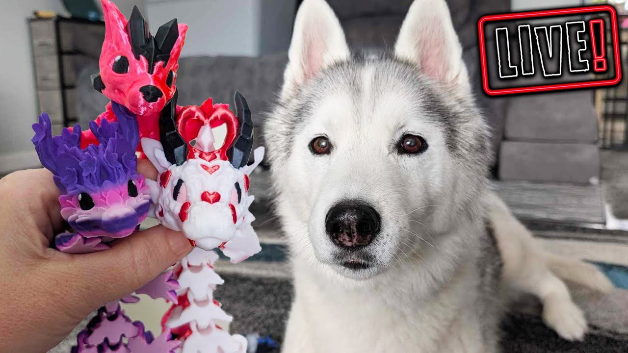 Snow Dogs Vlogs Husky Hangout LIVE 🔴 LIVE Q & A and DRAGON Launch - YouTube