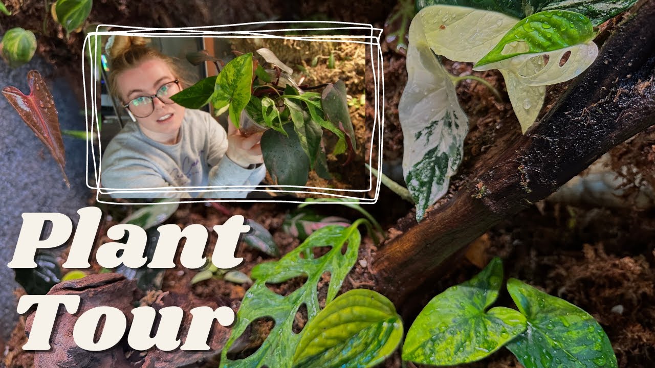 Rare Plant Collection Tour of my 43 Rare Houseplants + Re-Planting My ...