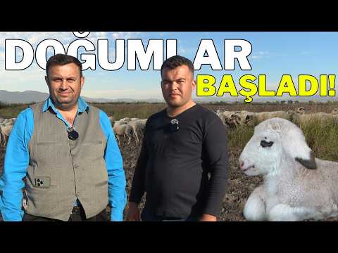 Karya Koyunları Kuzulamaya Başladı | Özel Doğum Görüntüleri
