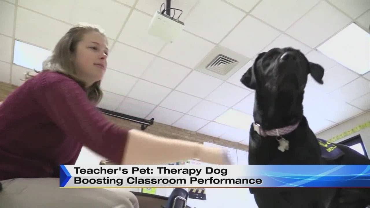 Therapy dog boosting classroom performance - YouTube