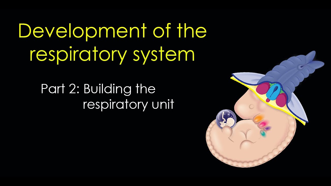 Respiratory Development Part 2: Building the Respiratory Unit - YouTube
