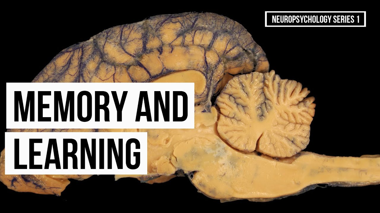 Memory and Learning (Series 1) - YouTube