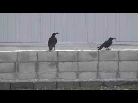 Jungle Crow Couple Mating in the Morning