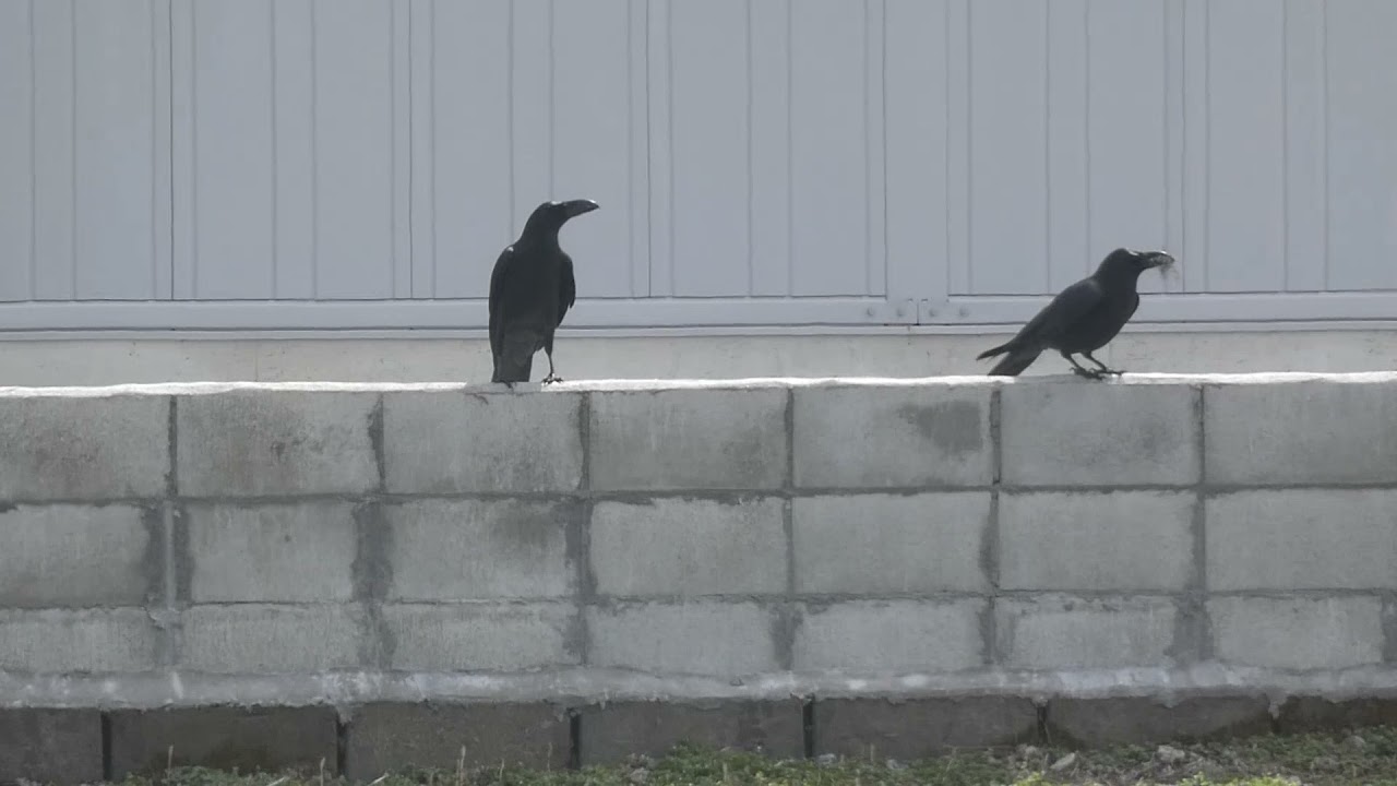 Jungle Crow Couple Mating in the Morning - YouTube