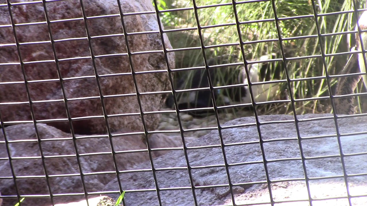 Biting Blades of Grass Behavior in the African penguin - YouTube
