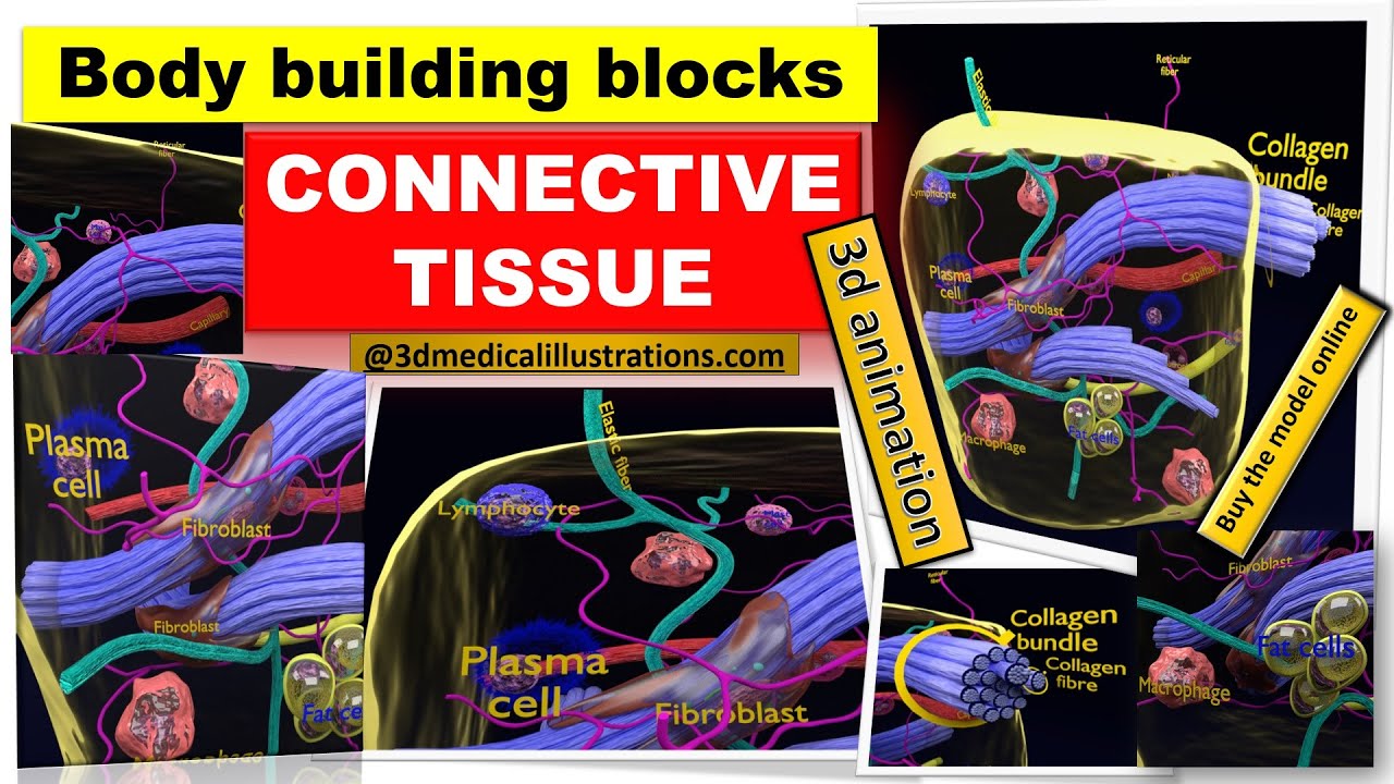 connective tissue histology https://medical3dmodels.com - YouTube