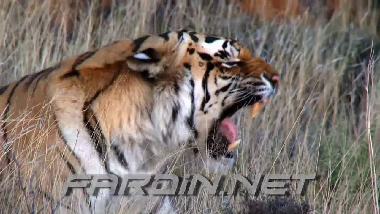 Tiger Powerful muscles. - YouTube