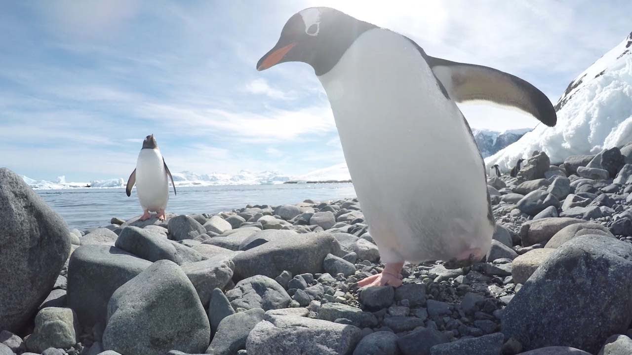 Cheeky Penguin Tries To Steal Camera - YouTube