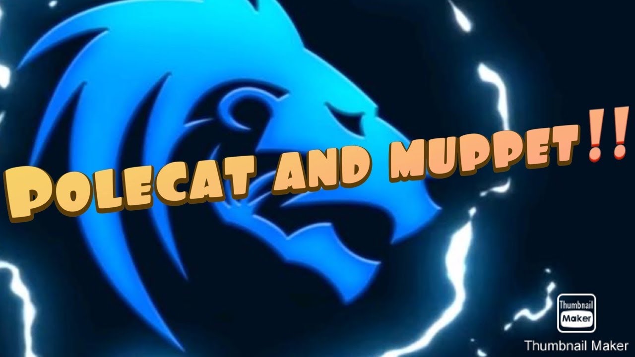 polecat324 and muppet | Crazy and funny moments - YouTube