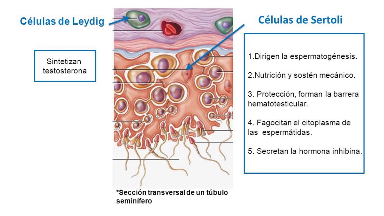 GONADA MASCULINA 2 - YouTube