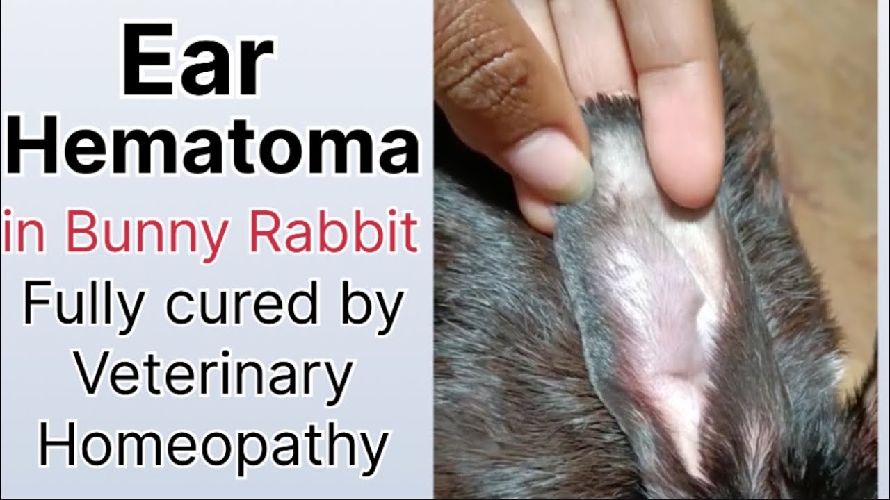 Ear Hematoma in rabbit fully cured by veterinary homeopathy - YouTube