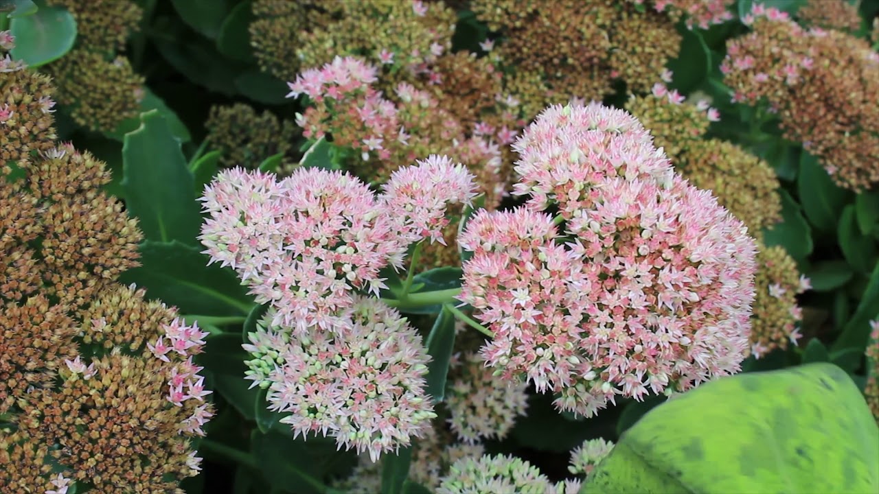 Plant Profile: Tall Sedum - YouTube