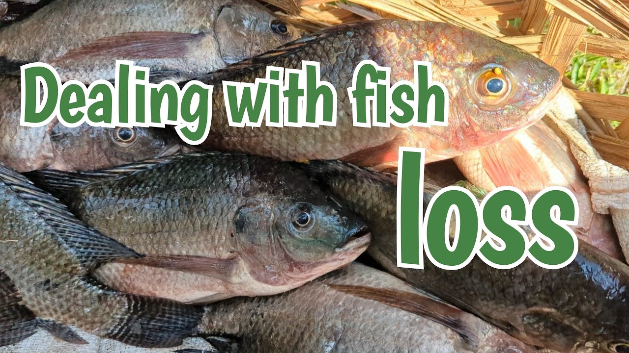 Food and meat loss at a local market - YouTube