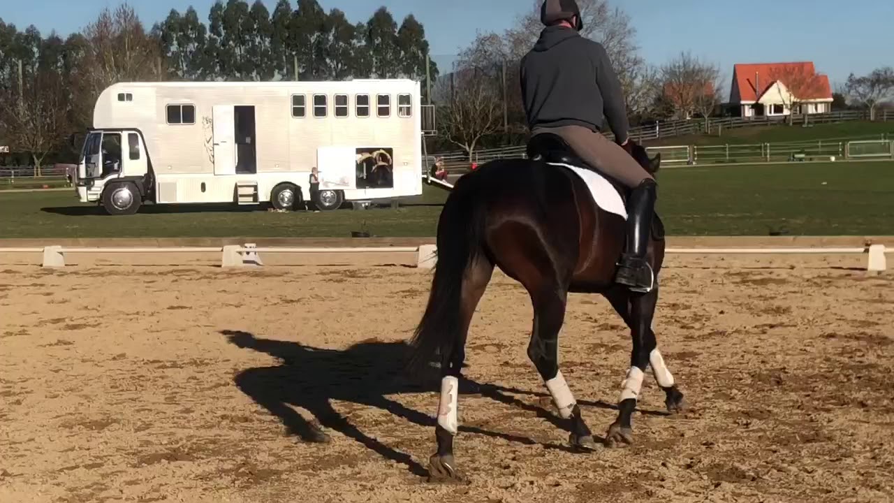 *FOR SALE * PSL Chocolate Box 2015 mare - YouTube