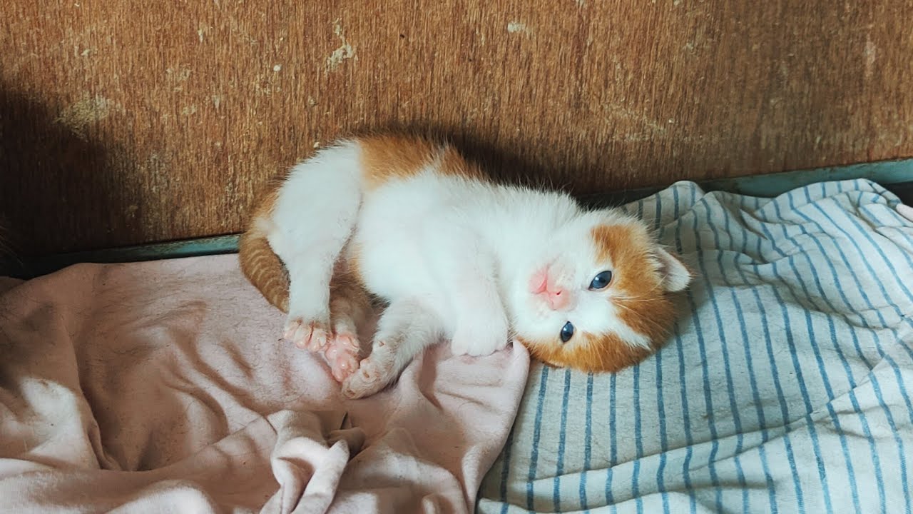 LIVE STREAMING PERKENALAN KITTEN LUCU NYA MAMI MINI ‼️🥰😍 - YouTube
