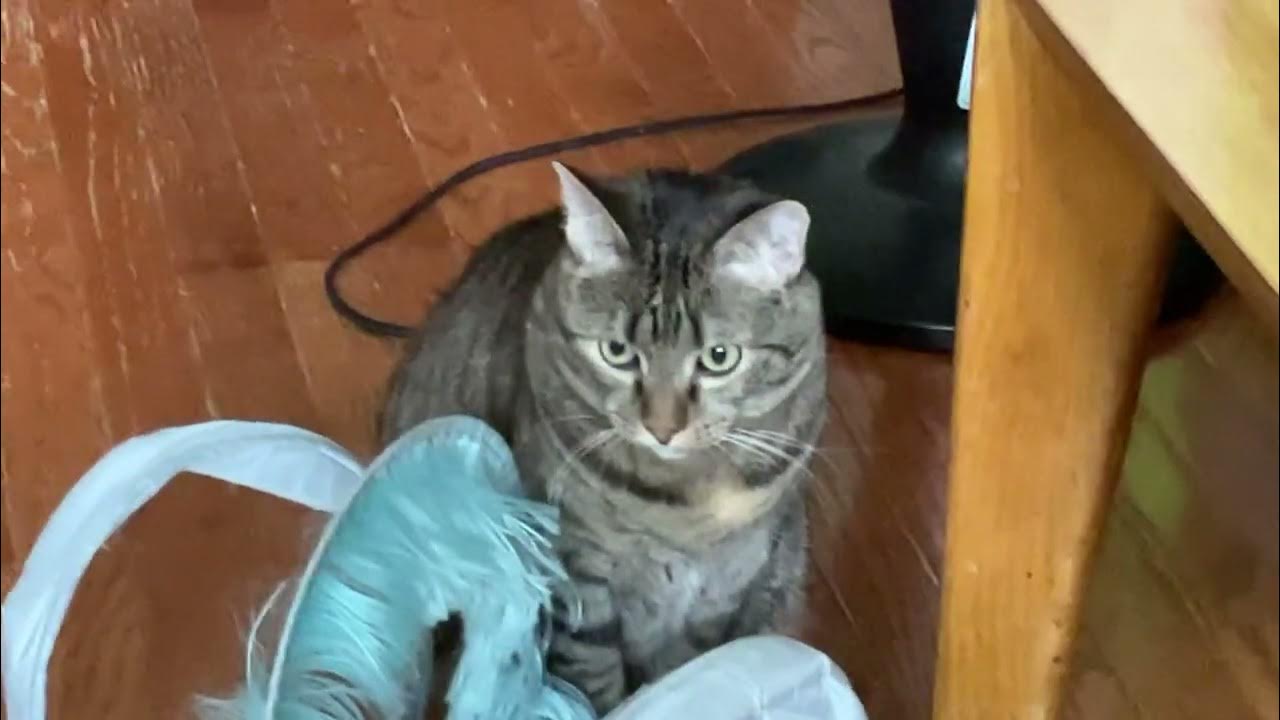 Catnip overload - YouTube