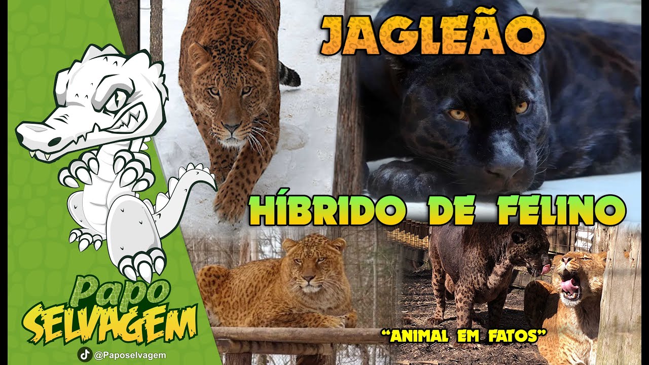 JAGLEÃO | CRUZAMENTO IMPROVÁVEL DE OCORRER NA NATUREZA...@paposelvagem ...