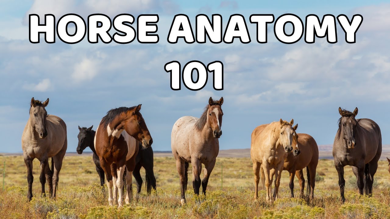 Understanding Equine Anatomy: A Comprehensive Guide | Pet Adventure TV ...