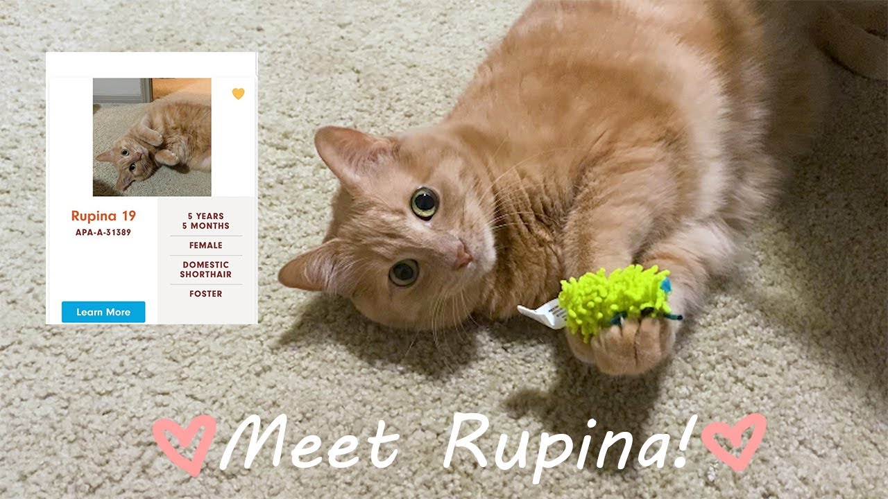 My First Foster Cat | Top 7 Benefits of Fostering Animals - YouTube