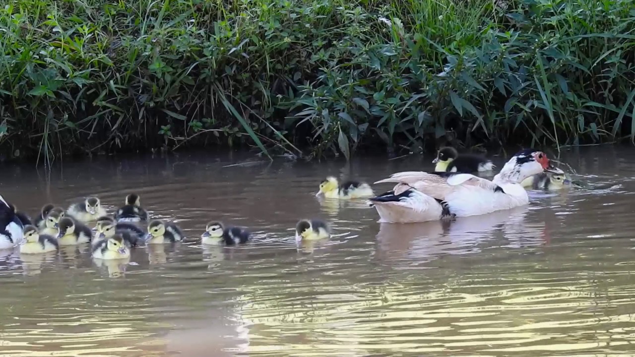 PATO DOMÉSTICO com patinhos (ANAS PLATYRHYNCHOS DOMESTICUS) DOMESTIC ...