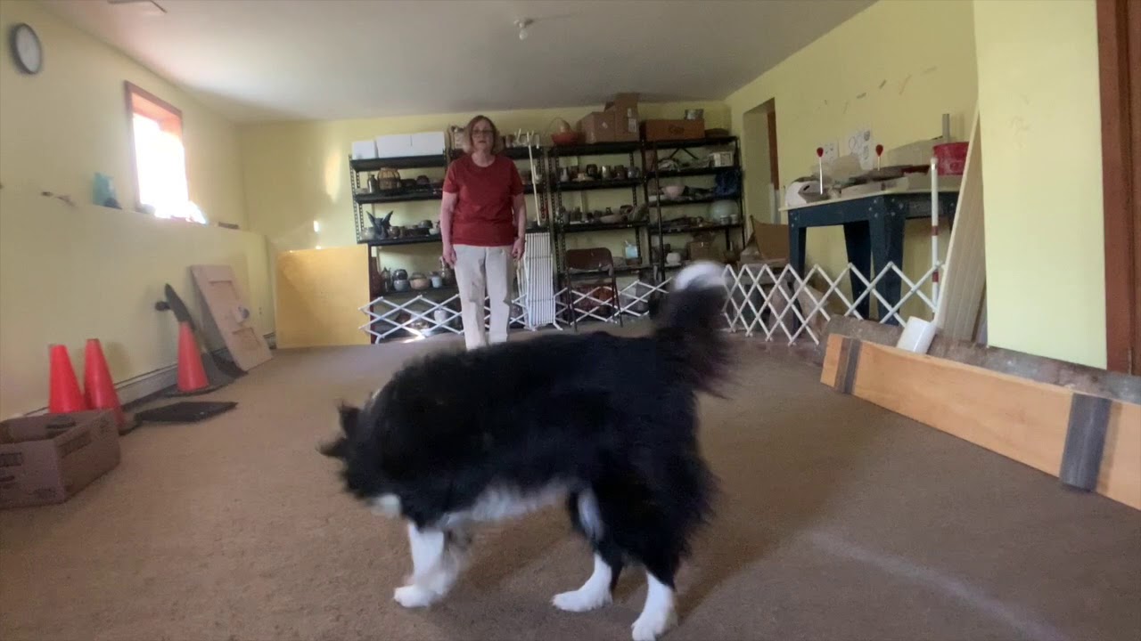Polly AKC Trick Dog Novice YouTube polly-akc-trick-dog-novice-youtube