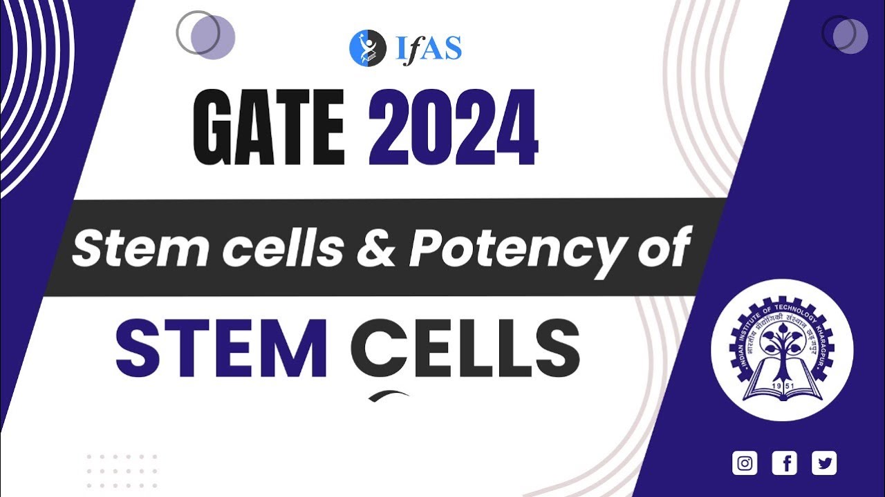 Stem cells & Potency of stem Cells I Stem cell Divisions I Stem Cells examples I - YouTube
