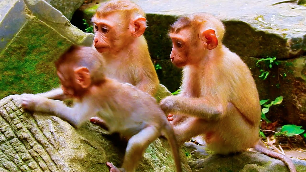 Three little monkey playing together on the stone - YouTube