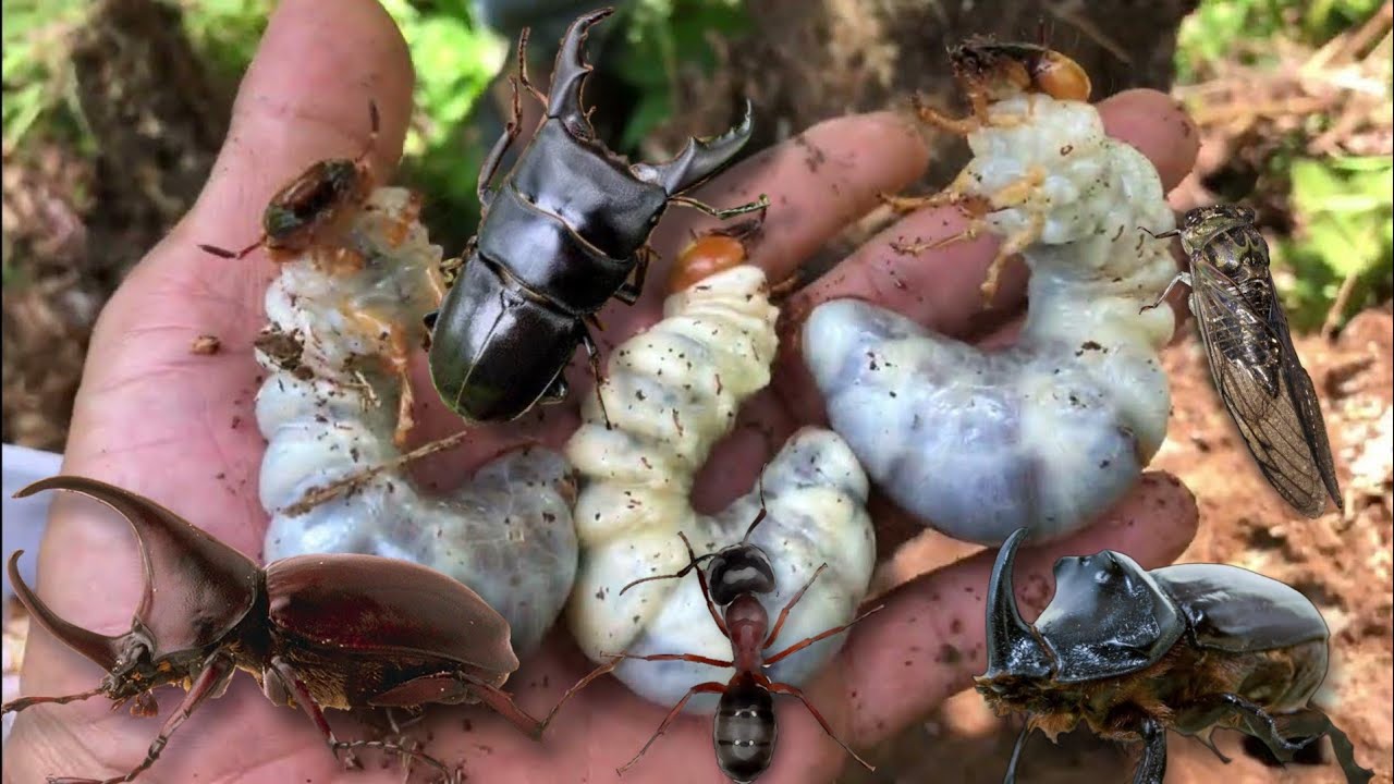holding this insect gives me goosebumps‼️dismantle the nest of giant ...