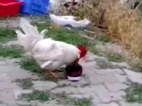 TECAVUZCU TAVUK BERKAN PKK LI ÖRDEKLERDEN KAÇARKEN YERDE BULDUGU AYAKKABIYI ZORLUYOR HD 4K