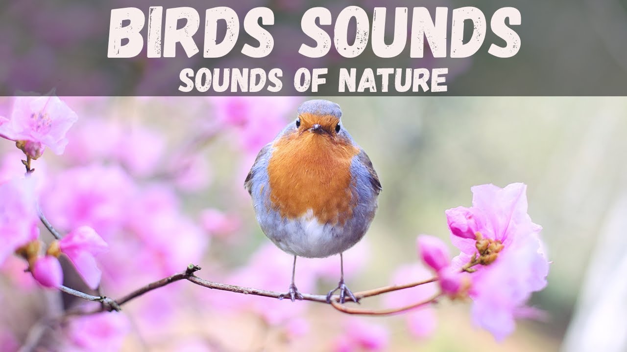 Bird Sounds - Sounds of Nature | Natural Melodies - YouTube